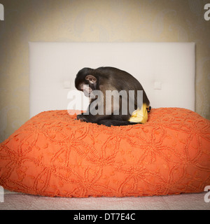 A capuchin monkey seated on a bed in a bedroom Austin Texas USA Stock ...