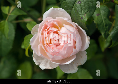 Rosa Sharifa Asma, David Austin English Rose Stock Photo - Alamy