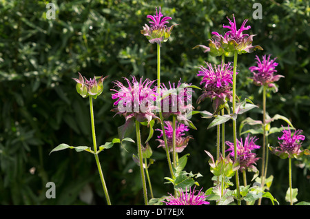Monarda 'Scorpion', Bee Balm 'Scorpion' Stock Photo - Alamy