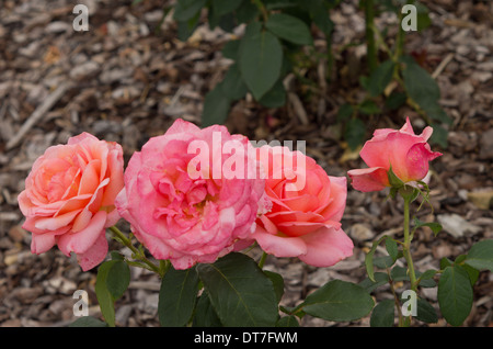 Rosa 'Lovely Lady', a hybrid tea rose, in full bloom in an English ...