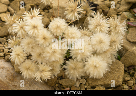 New Zealand dwarf clematis, Clematis marmoraria, in flower; New Zealand ...