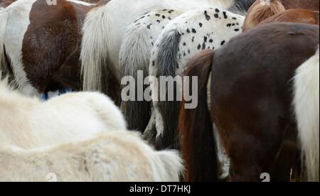Leonberg, Germany. 11th Feb, 2014. Horses are tied next to each other ...