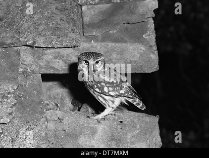 Little Owl - Doldowlod Wales. Taken by Eric Hosking in 1938 Stock Photo ...