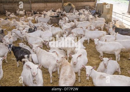 Domestic Goat, Saanen, Toggenburg and British Alpine nanny goats, dairy ...