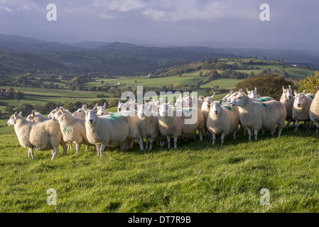 Domestic Sheep, Improved Welsh Mountain rams, three standing in pasture ...