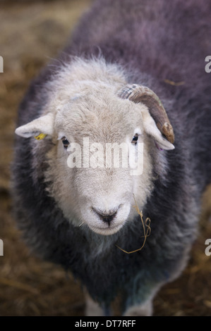 Domestic Sheep, Herdwick ram, close-up of head, coloured by raddle ...