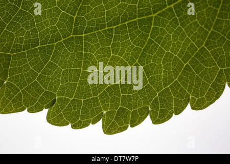 Leaf vascular system lit by transparence Stock Photo - Alamy