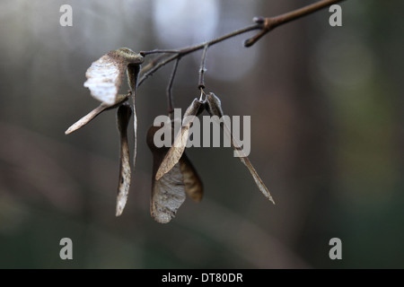 Hanging propeller seeds - Forest of Bere, South Hampshire, England, UK ...