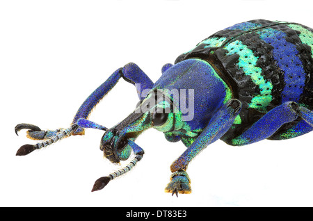 Exotic blue weevil Eupholus magnificus Stock Photo - Alamy