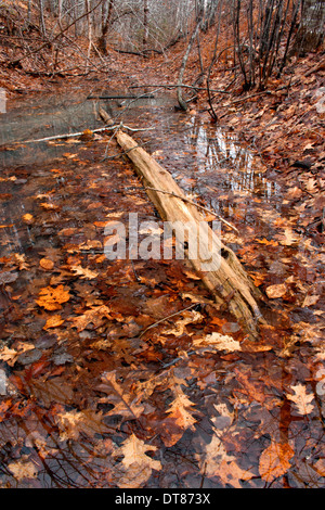 Landscape view of a decaying oak tree within a misty ancient woodland ...