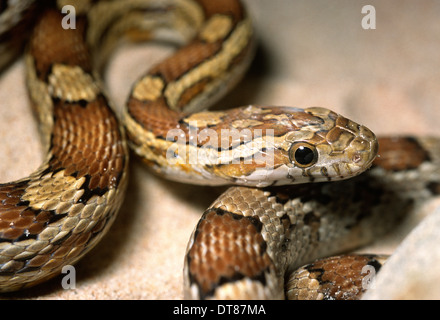 Corn snake, Pantherophis guttatus caramel, Colubridae Stock Photo - Alamy