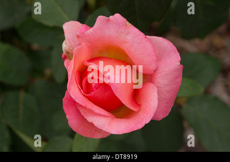 Rose Lovely Lady Stock Photo - Alamy