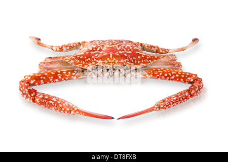 front view cooked crab on a white background Stock Photo - Alamy