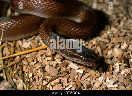 Boaedon fuliginosus / African house snake Stock Photo - Alamy