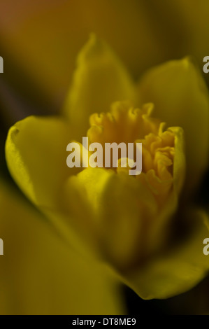 Abstract of Daffodil Stock Photo - Alamy