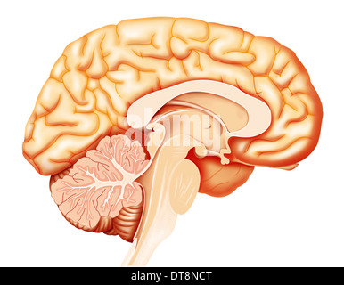 Brain, pons, medulla oblongata, pineal gland, etc Stock Photo - Alamy
