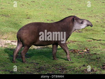 South American Lowland Tapir or Brazilian Tapir (Tapirus terrestris ...