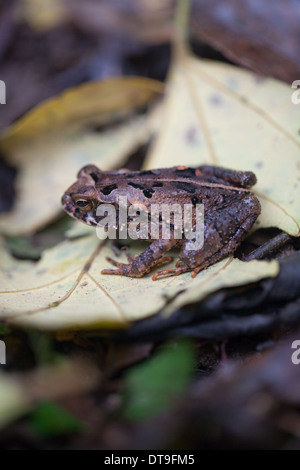 Leaf Litter Toad (Incilius aucoinae). Sitting on a human hand ...