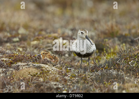 Dunlin (Calidris alpina sakhalina) adult female, breeding plumage, with ...