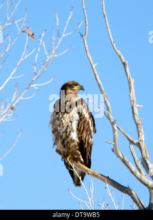 Sub-adult Bald Eagle (Haliaeetus leucocephalus) on the Nooksack River ...