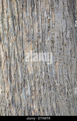 A closeup shot of brown tree trunk bark in the park with blur ...