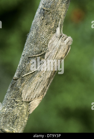 The shark moth (Cucullia umbratica). British insect in the family ...