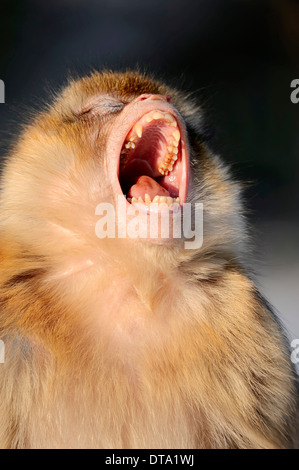 Barbary Macaque (Macaca sylvanus) yawning and baring teeth Stock Photo ...