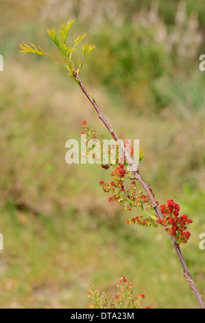 Turpentine pistachio or terebinth (Pistacia terebinthus), twig with ...