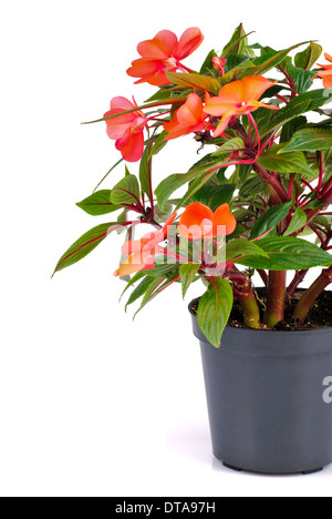 Balsamine in pot isolated on white background Stock Photo - Alamy