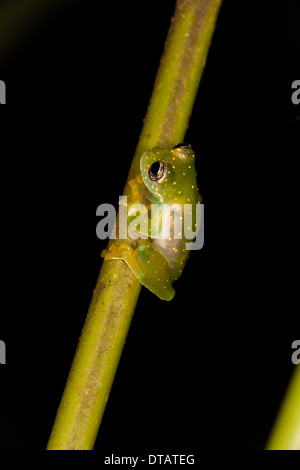 Yellow-flecked Glass Frog, Cochranella albomaculata, in the rainforest ...
