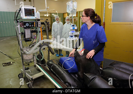 Berlin, Germany, veterinary assistant ueberprueft the vital functions ...