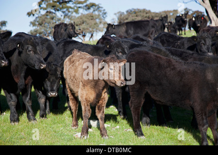 group of domestic cows standing on arid farmland in countryside setting ...