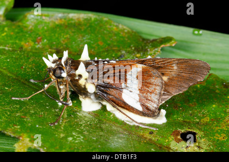 Cordyceps fungus infecting a moth in the rainforest understory, Ecuador ...