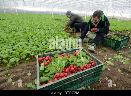 Aach, Germany. 13th Feb, 2014. Helpers harvest radishes in an organic ...