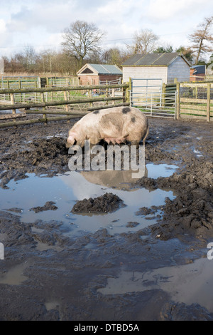 Coon coon pigs in a small holding Stock Photo: 36322920 - Alamy