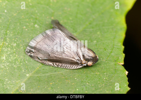 Planthopper (Ricaniidae). The family Ricaniidae is a group of ...