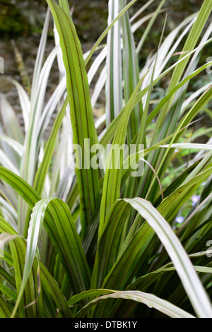Astelia fragrans bush lily bush flax kakaha green leaves foliage ...