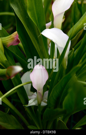 Zantedeschia - 'Crystal Blush' (Calla Lily Stock Photo - Alamy