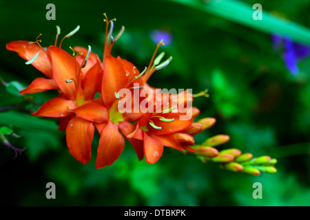 crocosmia emberglow red orange flower spike spikes flowers flowering ...