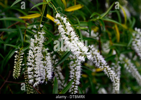 Hebe salicifolia White flowering evergreen shrub Stock Photo - Alamy