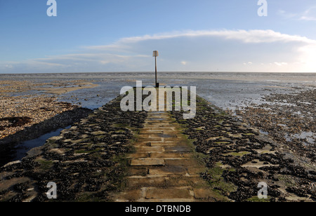 Mussels growing on sewage outfall pipe at Ferring beach near Worthing ...