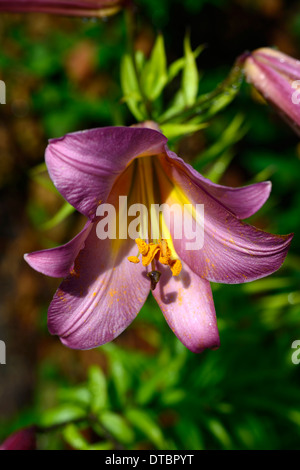 Lilium "Pink Perfection Stock Photo - Alamy