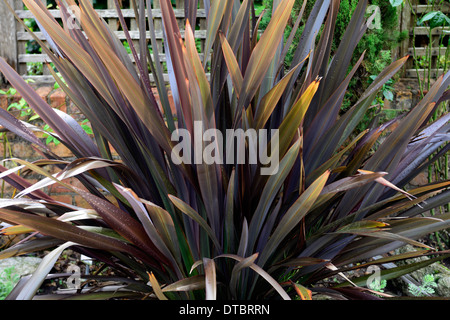 phormium black adder New Zealand Flax foliage leaves dark purple ...