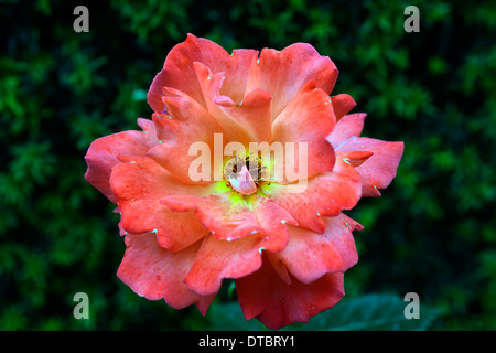 rosa alexander harlex orange red rose roses hybrid tea shrub flower ...