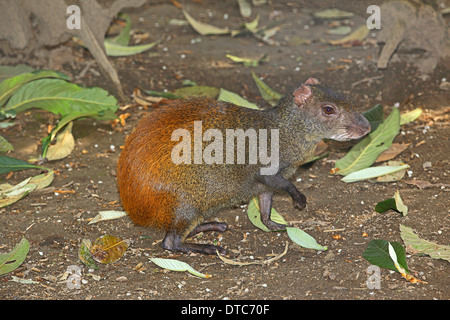 Red Rumped Agouti (Dasyprocya leporina) walking on the floor in ...