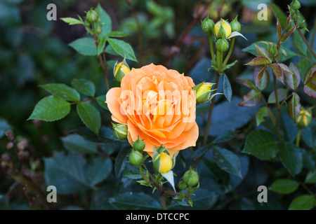 The beautiful orange rose, "Bowled Over Stock Photo - Alamy