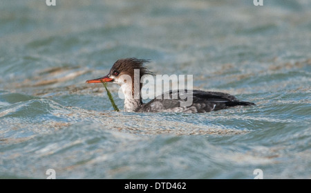 A Red-breasted Merganser duck at the Widewater nature Reserve in ...