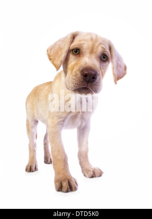 Puppy labrador retriever in the white studio Stock Photo - Alamy