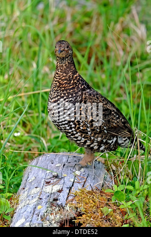 Spruce Grouse / Canada Grouse Stock Photo - Alamy