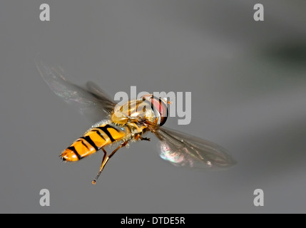 Hoverfly in mid air flight, also known as flower fly, sweat bee or ...